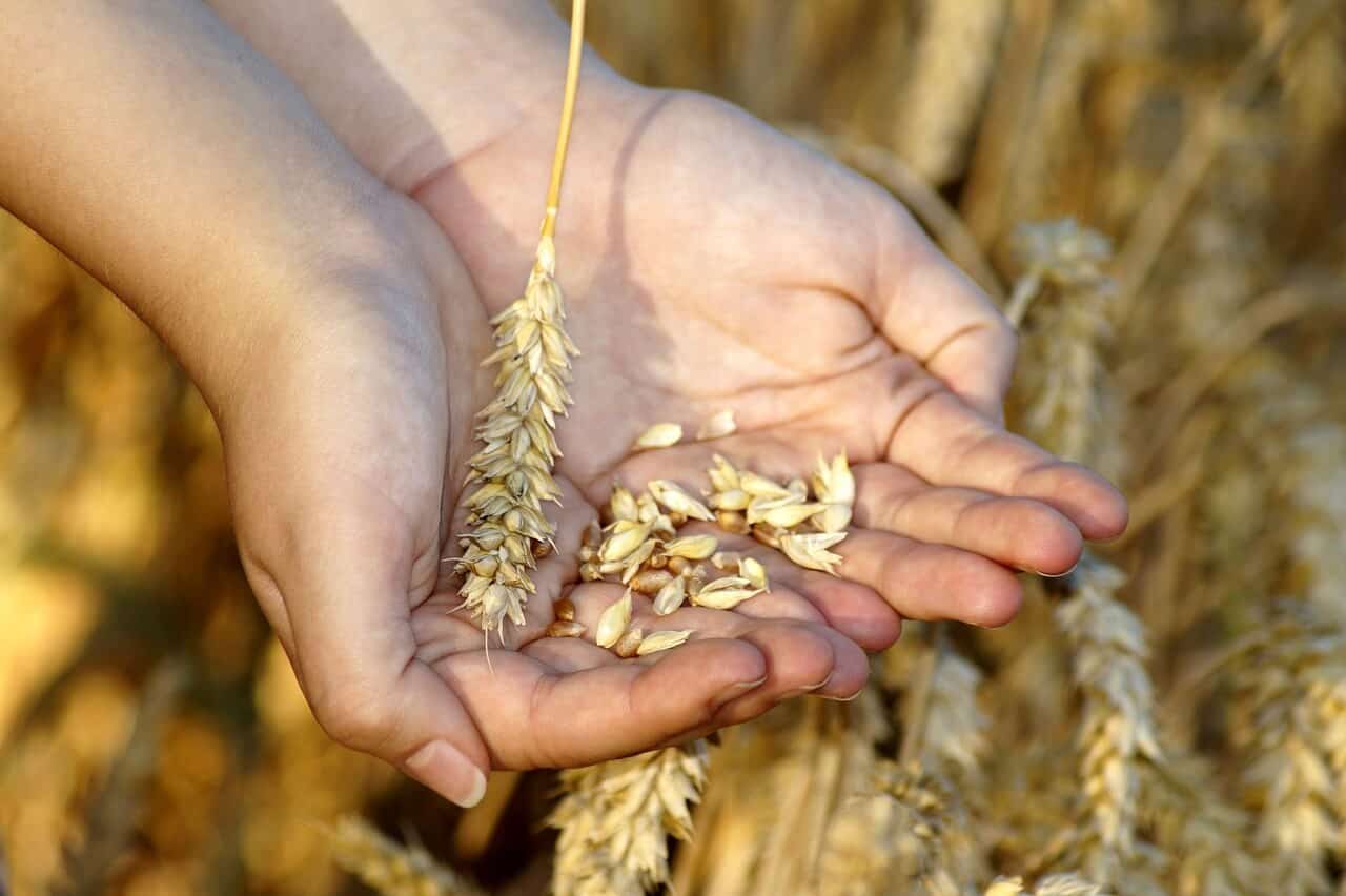 Celebrating Lammas: How To Celebrate The First Harvest - Ravynwood