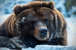 Powerful Allies For Your Spiritual Journey: Animal Kindred Spirits ...