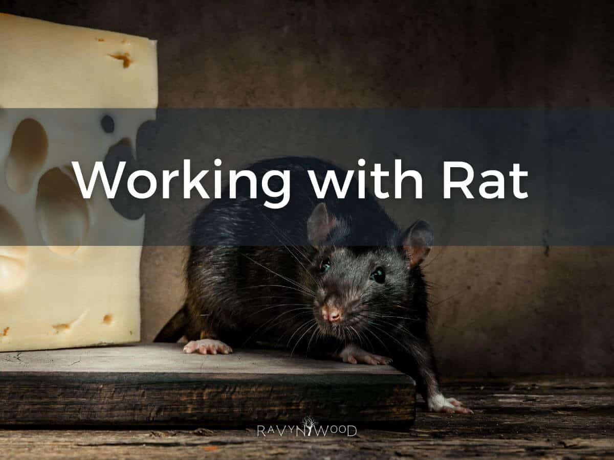 Working With The Rat: What You Need To Know - Ravynwood
