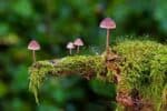 Simple Ways To Connect To Nature: Reclaim Your Link