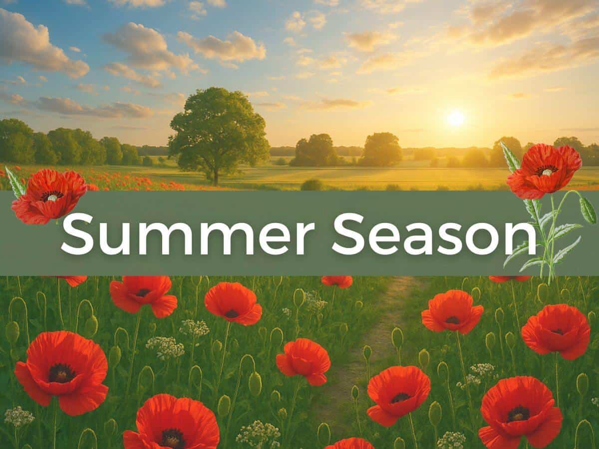 The Green Witch's Summer: Everyday Magick In June, July, And August ...